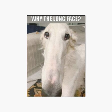 "Why The Long Face? - Meme" Art Board Print by NotaHorse | Redbubble