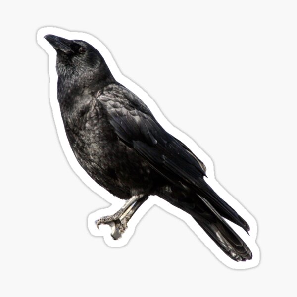 "Black Crow Watching You Carefully" Sticker for Sale by lisakayfotos ...