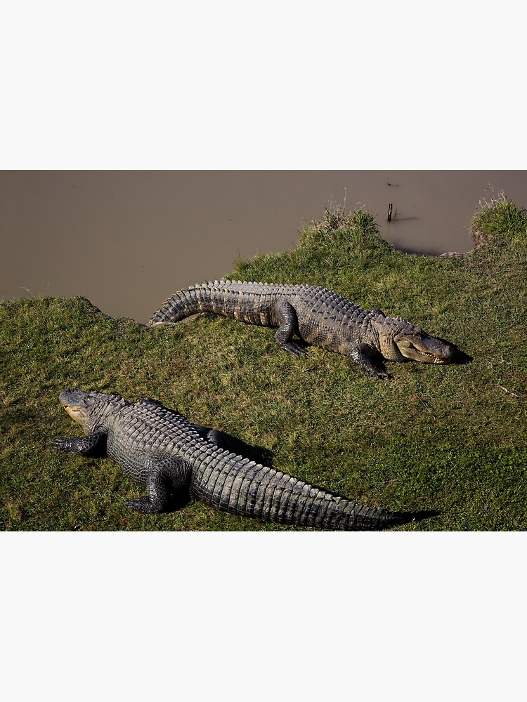 "Alligator Alley has 20 acres of natural cypress swamp land, where ...