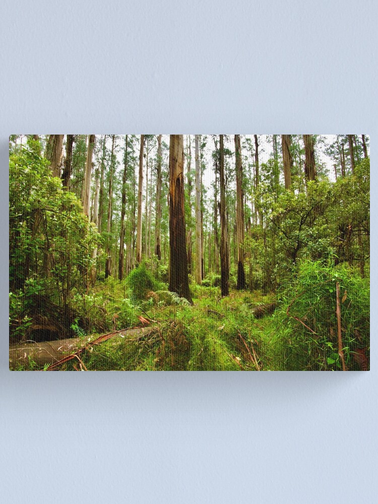 "The Australian Bush" Canvas Print for Sale by ArtbyBodge | Redbubble