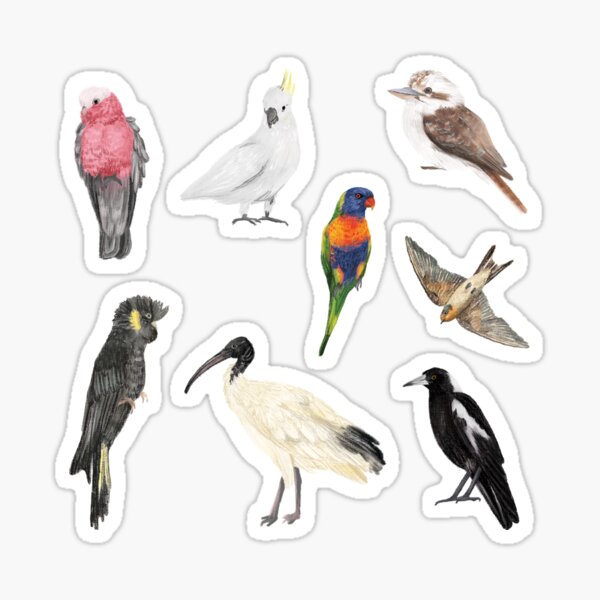 Paper Australian Bird Sticker Sheet A5 size Matte Laminated Duck Magpie ...