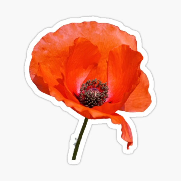 "Poppy" Sticker for Sale by LiToDesignCo | Redbubble
