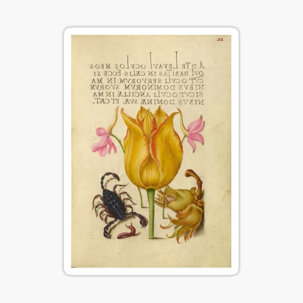 "Naturalist Manuscript: Flower, Scorpion, and Calligraphy Illumination ...