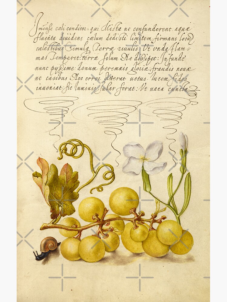 "Naturalist Manuscript: Grapes, Snail, and Calligraphy Illumination by ...