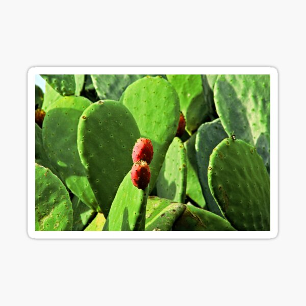 "Nopal Prickly Pear Ripe Fruit Cactus " Sticker for Sale by worldways ...