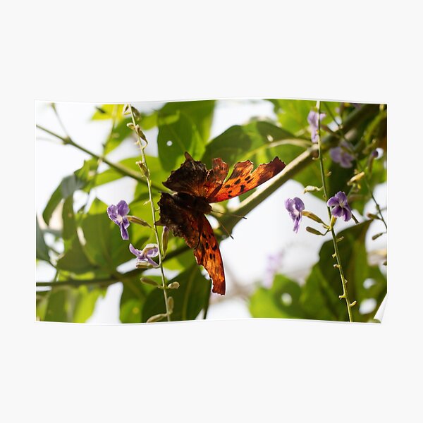 "Delicate" Poster for Sale by EmeraldIrisArts | Redbubble