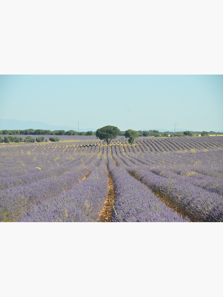 "Long Lavender Plantation." Sticker for Sale by GF2025 | Redbubble