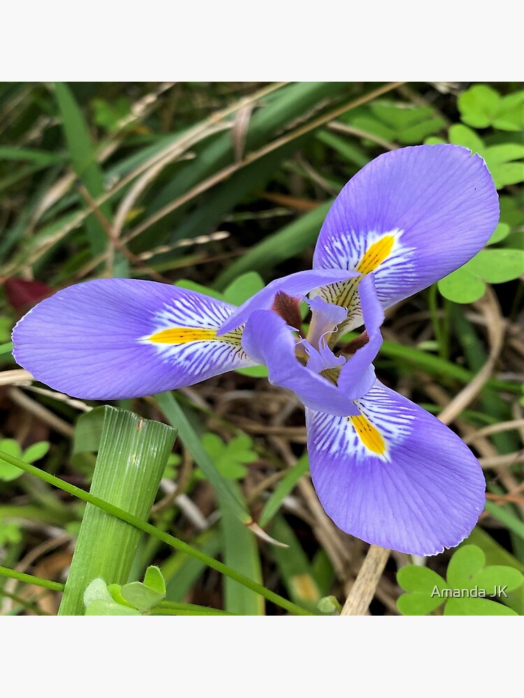 "Native Australian Iris" Poster by AJK037 | Redbubble