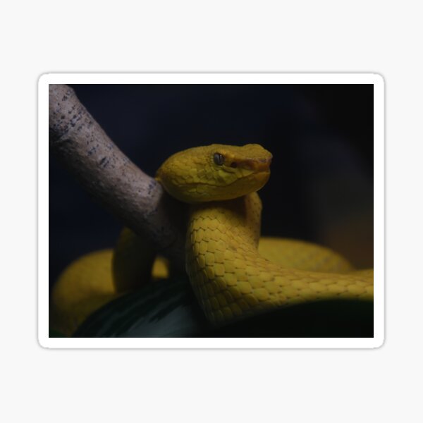 "Viper Portrait" Sticker by KimPruim22 | Redbubble