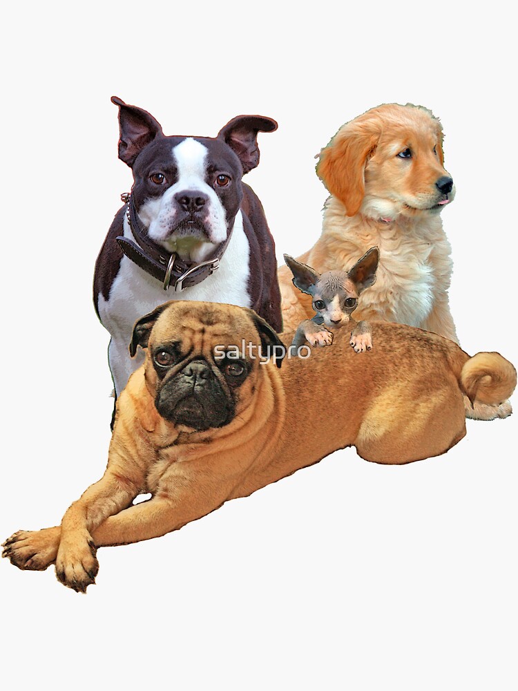"Dog posse with a hairless cat" Sticker for Sale by saltypro | Redbubble