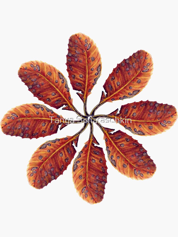 "Banksia robur leaf watercolour" Sticker for Sale by CraftyTiger ...