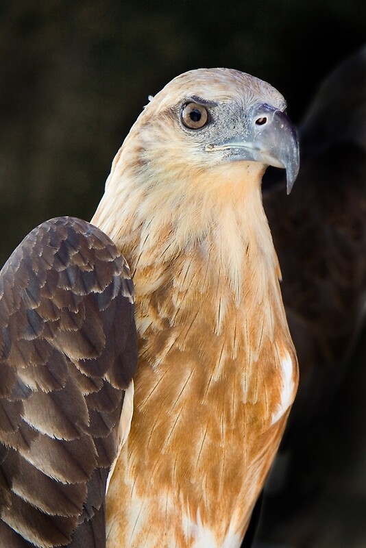 "Thai Sea Hawk" by Martin Pot | Redbubble