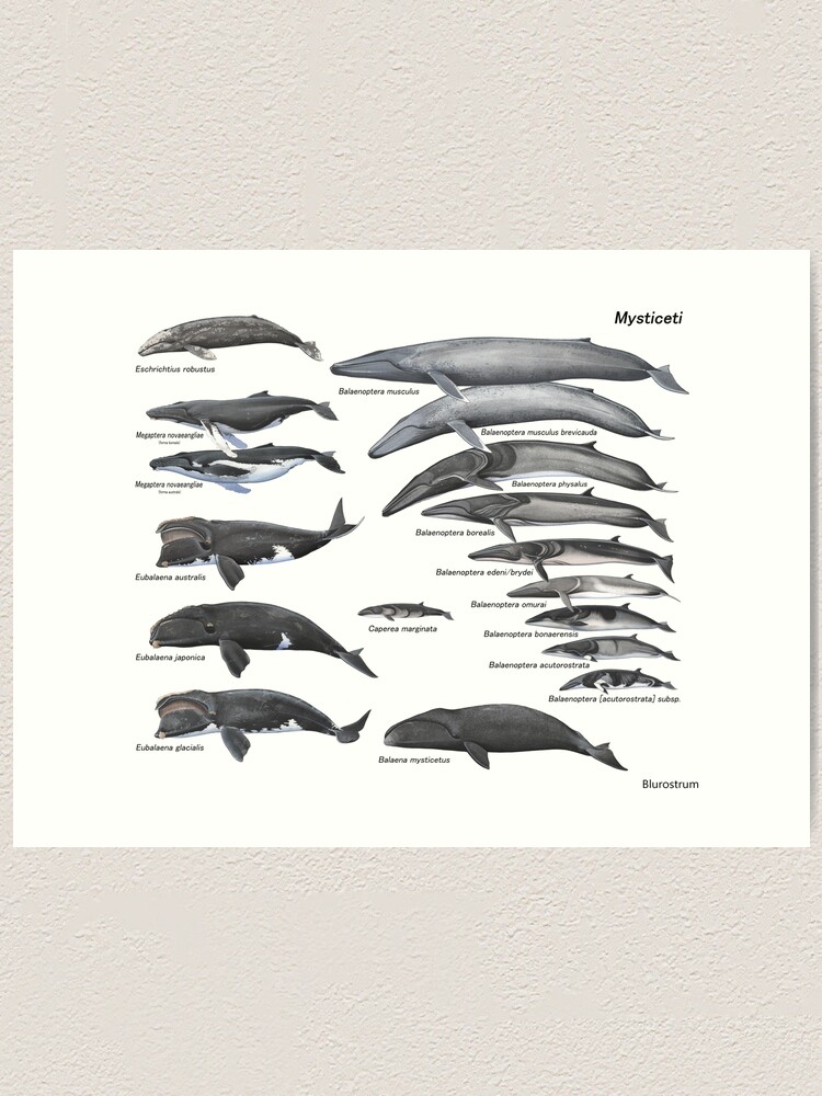 "Baleen whales, Mysticeti Poster" Art Print for Sale by Alberto Orilia ...