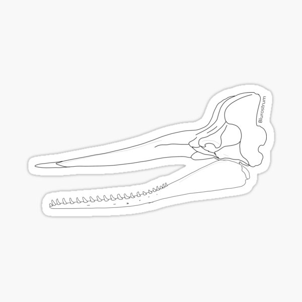 "Stickers Physeter macrocephalus skull (digital work) " Sticker for ...