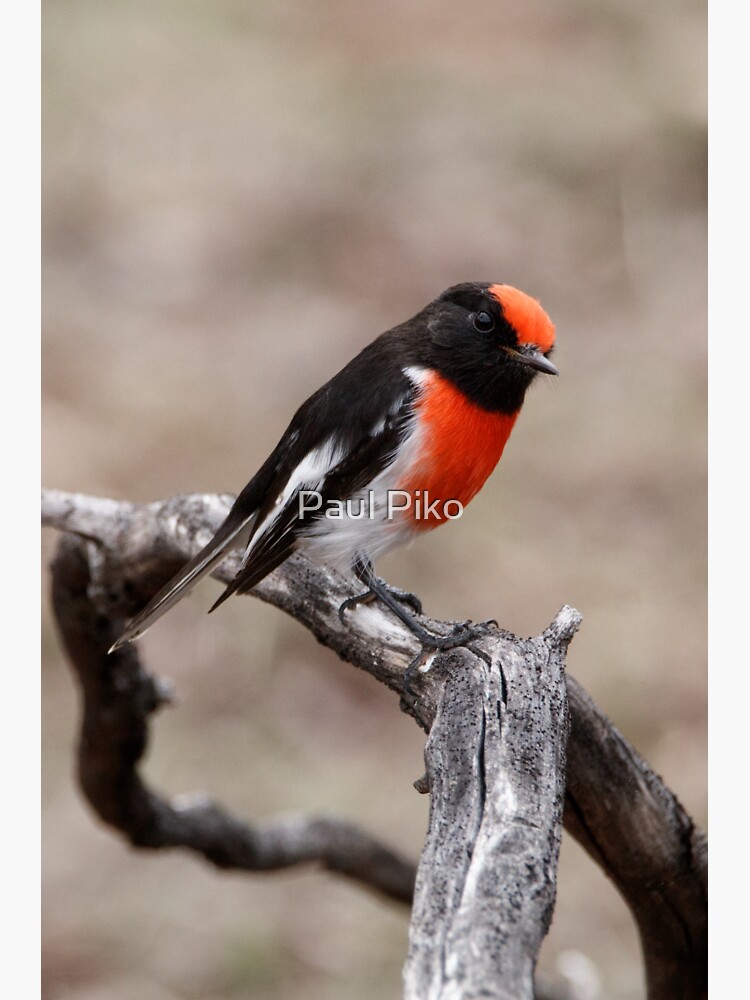 "Red-capped Robin" Sticker for Sale by ppiko | Redbubble