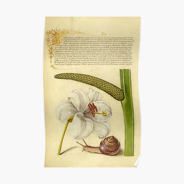 "Naturalist Manuscript: Flower, Snail, and Calligraphy Illumination by ...