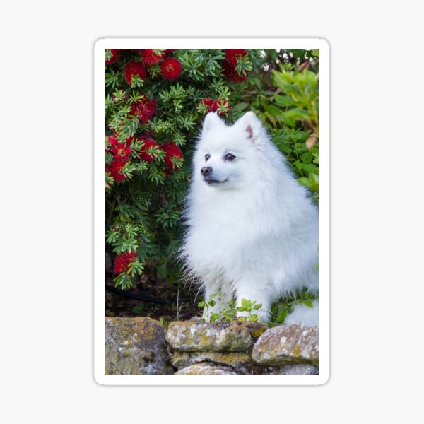 "Japanese Spitz Holiday Portrait" Sticker for Sale by KarenWoodArt ...
