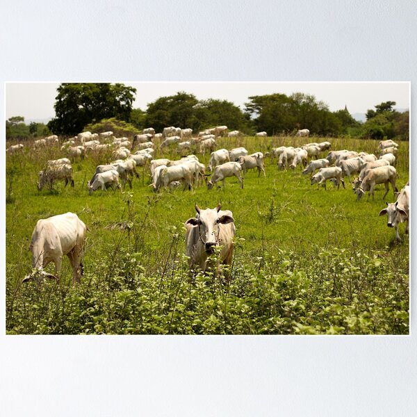 "Curious Moo" Poster for Sale by NomadDarkroom | Redbubble