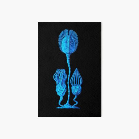 "Plants and Animals, ocean, sea creature, Cystoidea, cystoids, marine ...