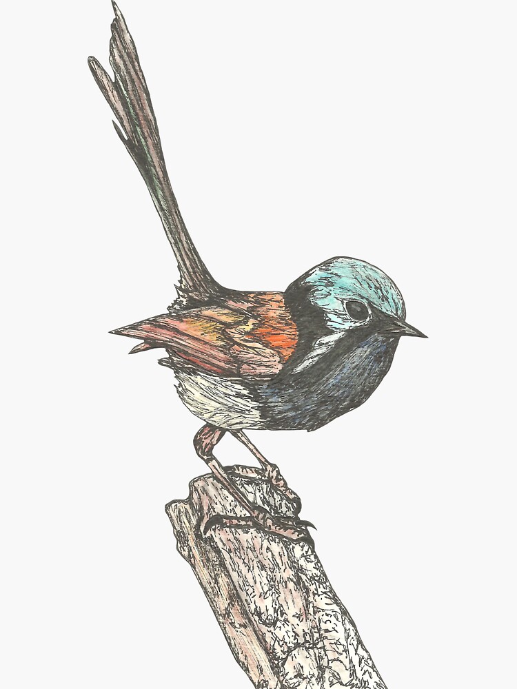 "Variegated Fairy Wren " Sticker by SerenSketches | Redbubble