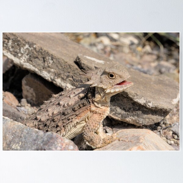 "Regal Horned Lizard" Poster for Sale by Tom Talbott | Redbubble