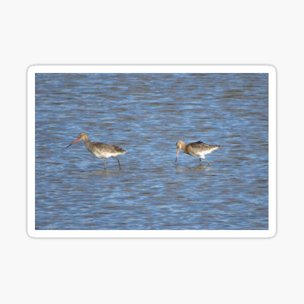 "Black-Tailed Godwit" Sticker for Sale by wiggyofipswich | Redbubble