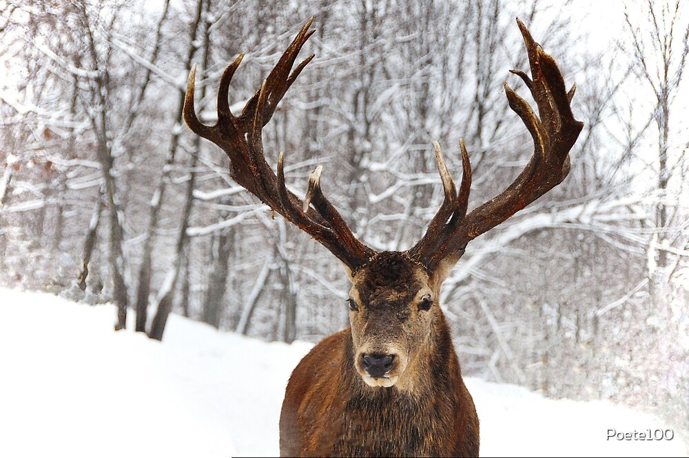 "Biggest Red Deer Rack at Oméga" by Poete100 | Redbubble