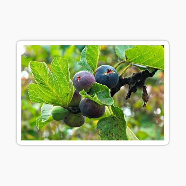 "Fig Tree Branch Ripe Figs Cluster Autumnal Fruit" Sticker for Sale by ...