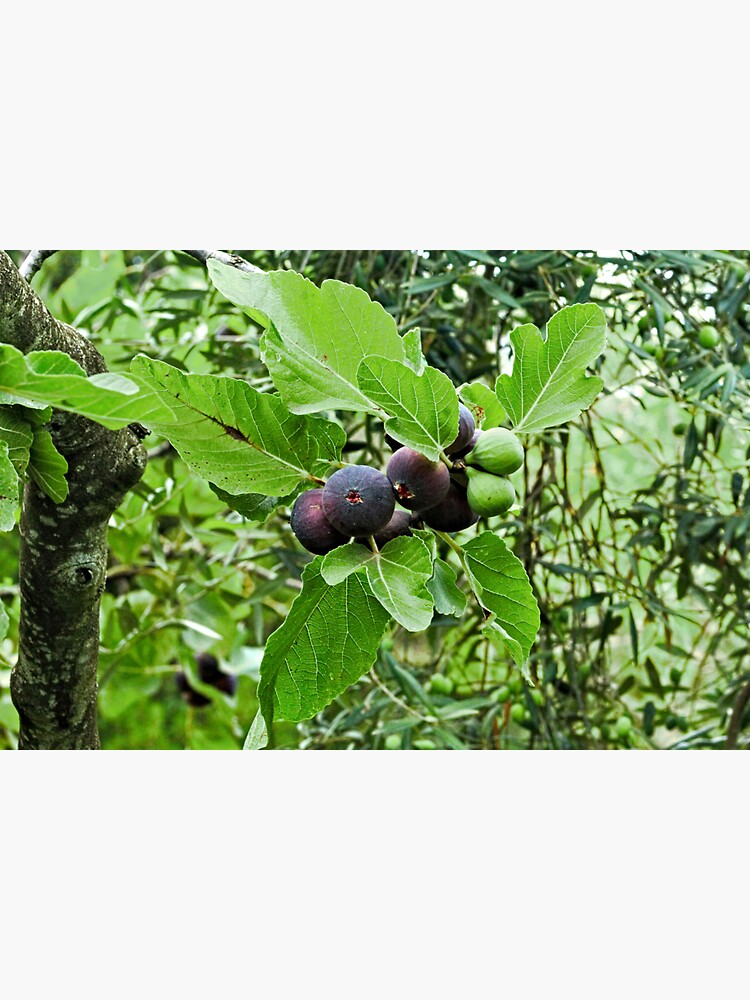 "Fig Tree Branch Ripe Figs Olive Tree" Sticker for Sale by worldways ...