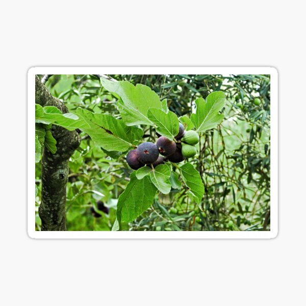 "Fig Tree Branch Ripe Figs Olive Tree" Sticker for Sale by worldways ...