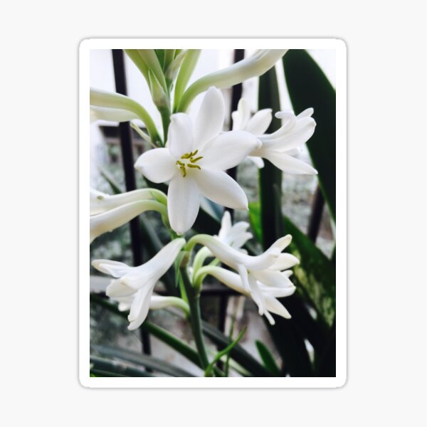 "White flowers" Sticker for Sale by MallsD | Redbubble