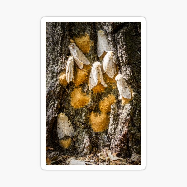 "Gypsy Moths 2" Sticker for Sale by RobertAlsop | Redbubble