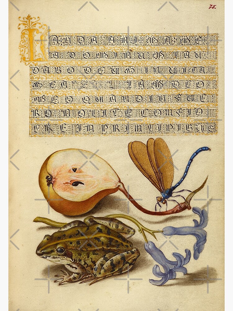 "Naturalist Manuscript: Fruit, Frog, and Calligraphy Illumination by ...