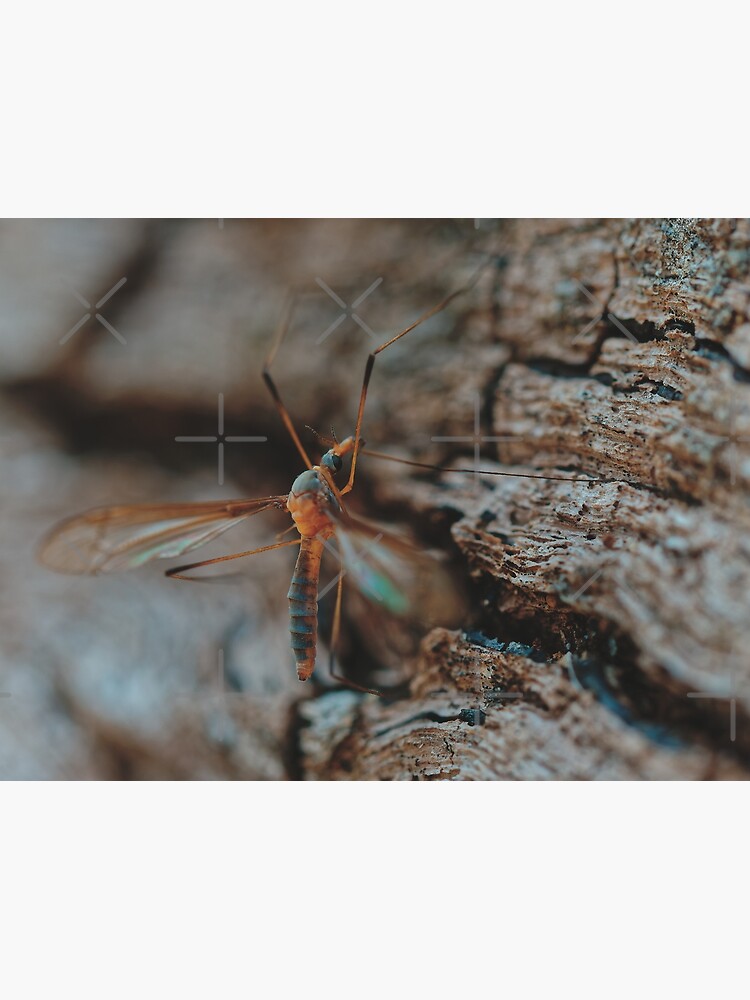 "Western Australian crane fly sitting on dead tree macro photo" Poster ...