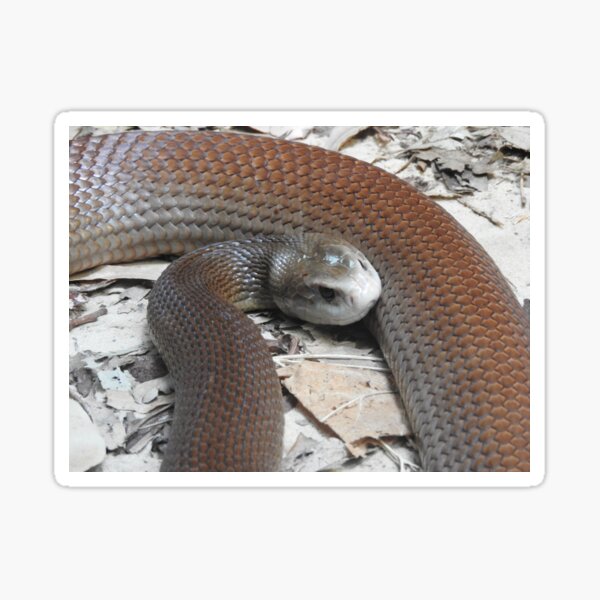 "Coastal Taipan" Sticker for Sale by kirstybush | Redbubble