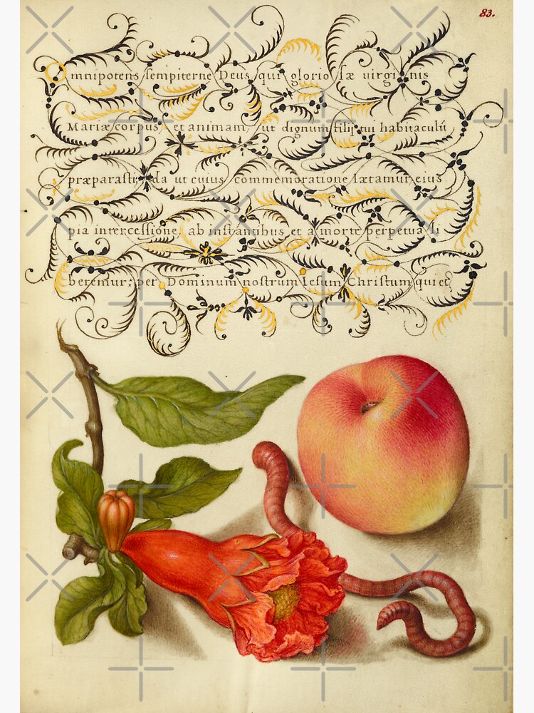 "Naturalist Manuscript Fruits, Insects, and Calligraphy Illumination by ...