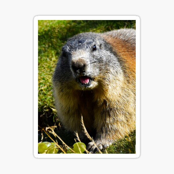 "Amazed marmot | Wildlife photography" Sticker for Sale by Mii-pics ...