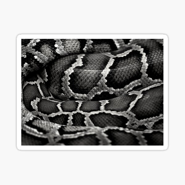 "black and white snake photo" Sticker for Sale by Lapetiteredac | Redbubble
