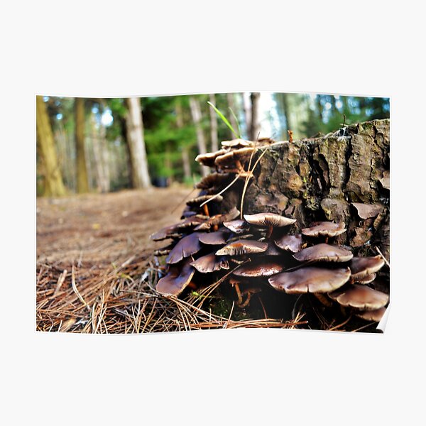 "Fungi" Poster for Sale by DiddyH | Redbubble