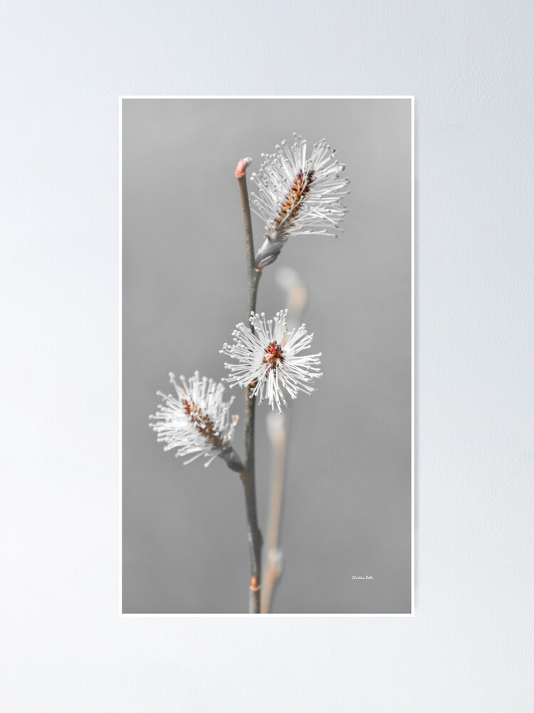 "Black And White Willow Tree" Poster for Sale by rollosphotos | Redbubble