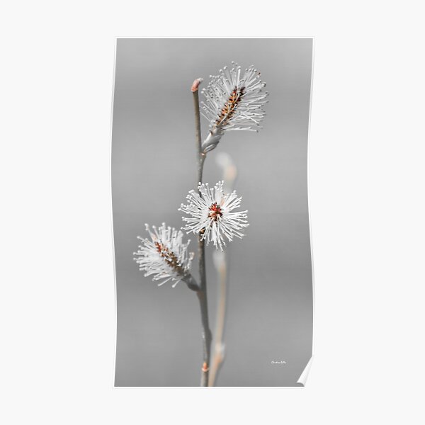 "Black And White Willow Tree" Poster for Sale by rollosphotos | Redbubble