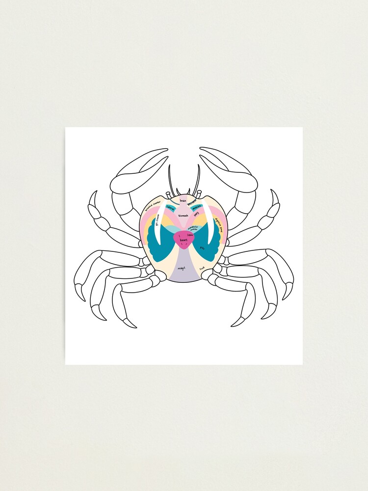 "Internal Anatomy Labelled of a Crab" Photographic Print for Sale by ...