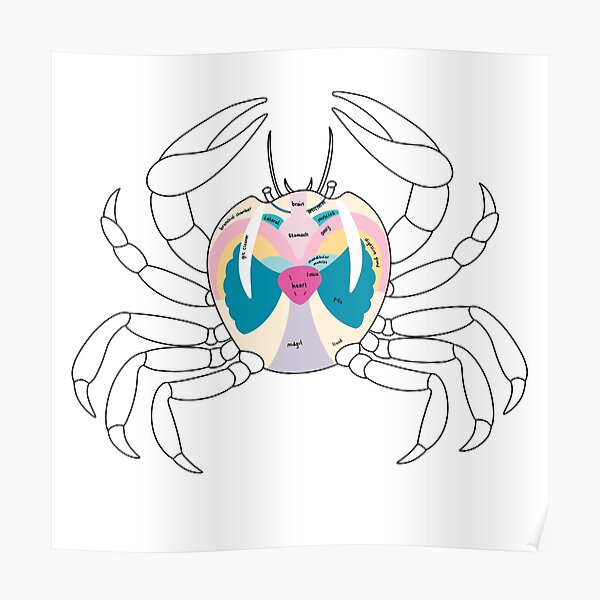 "Internal Anatomy Labelled of a Crab" Poster by zoology-student | Redbubble