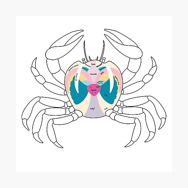 "Internal Anatomy Labelled of a Crab" Photographic Print for Sale by ...