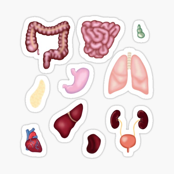 "Organ Sticker Set" Sticker for Sale by bstoreyarts | Redbubble