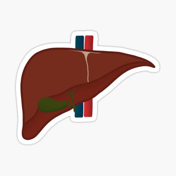 "Liver" Sticker for Sale by sydney--h | Redbubble