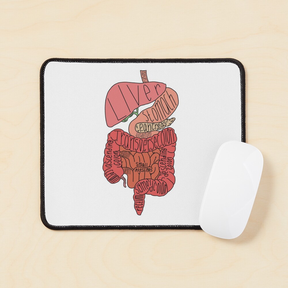 "Labeled Intestine Anatomy " Sticker for Sale by KatherineWinner ...