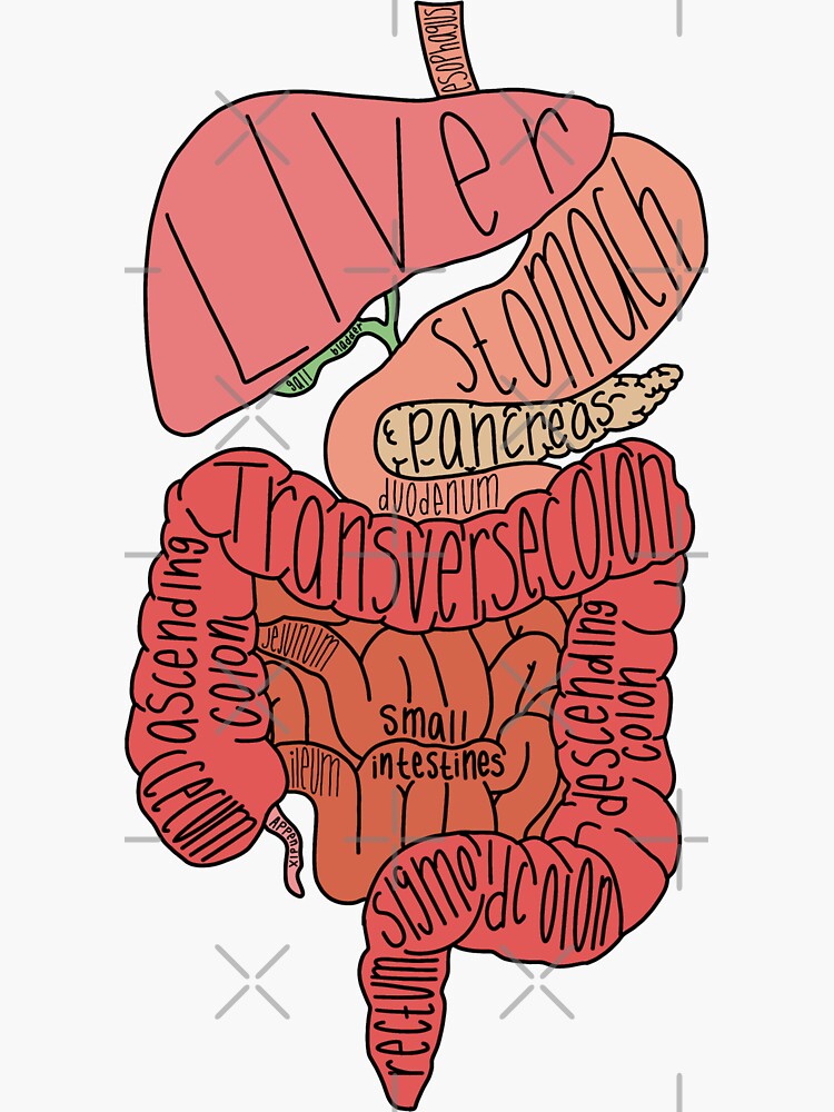 "Labeled Intestine Anatomy " Sticker for Sale by KatherineWinner ...