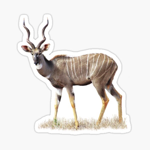 "Kudu - Little Kudu - Antelope in Kenya / Africa" Sticker for Sale by ...