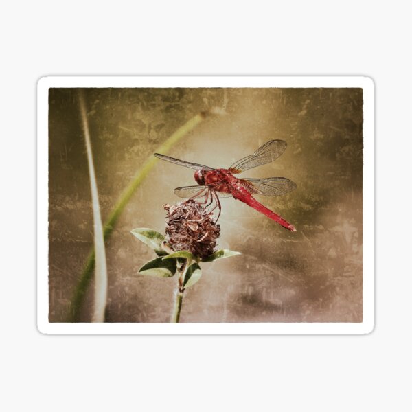 "The Lair of the Red Baron" Sticker for Sale by kibishipaul | Redbubble